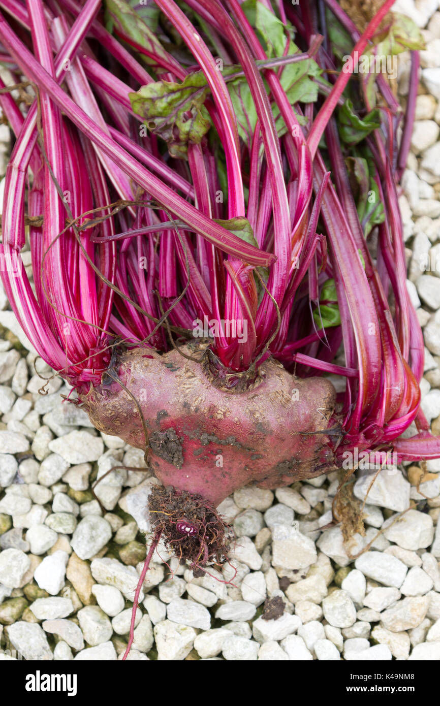 Deformed beetroot plant hi-res stock photography and images - Alamy