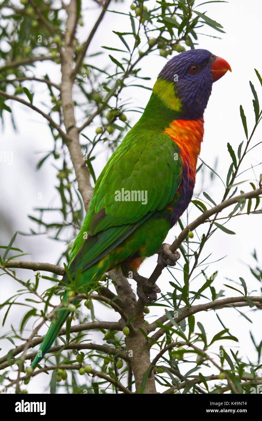 Family of australian birds hi-res stock photography and images - Alamy