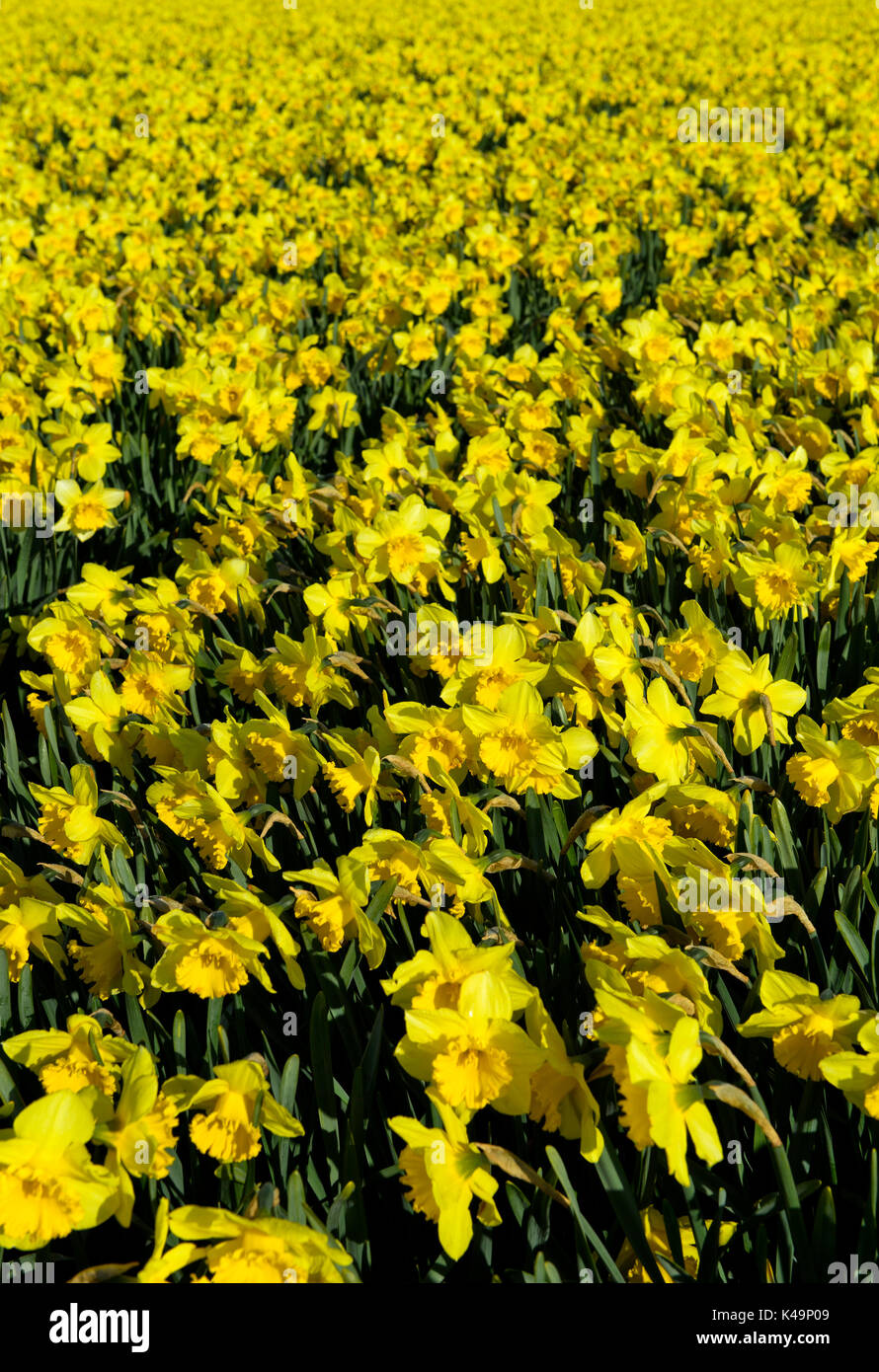 Field Of Wild Daffodil, Lent Lily Narcissus Pseudonarcissus ...