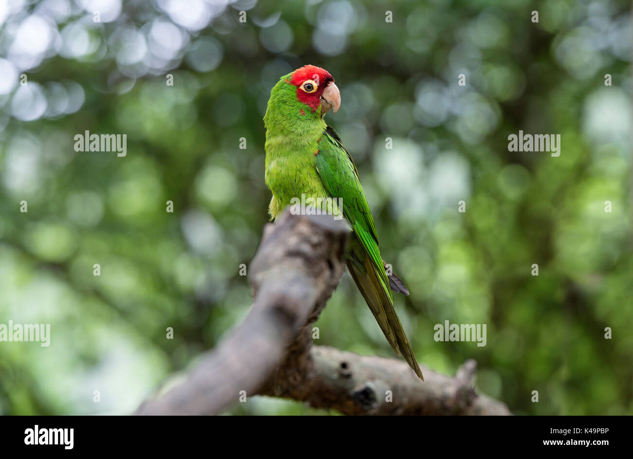 Red-Masked Parakeet Psittacara Erythrogenys , Jorupe Nature Reserve ...