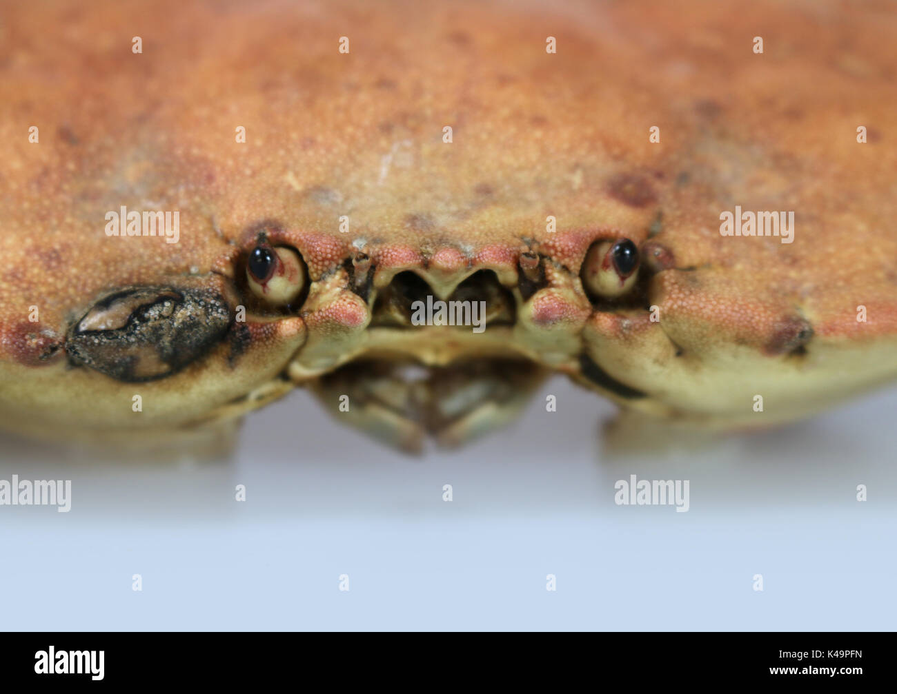 Crab scissors hi-res stock photography and images - Alamy