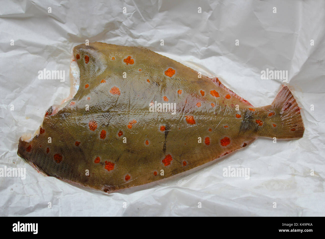 Pleuronectes hi-res stock photography and images - Alamy