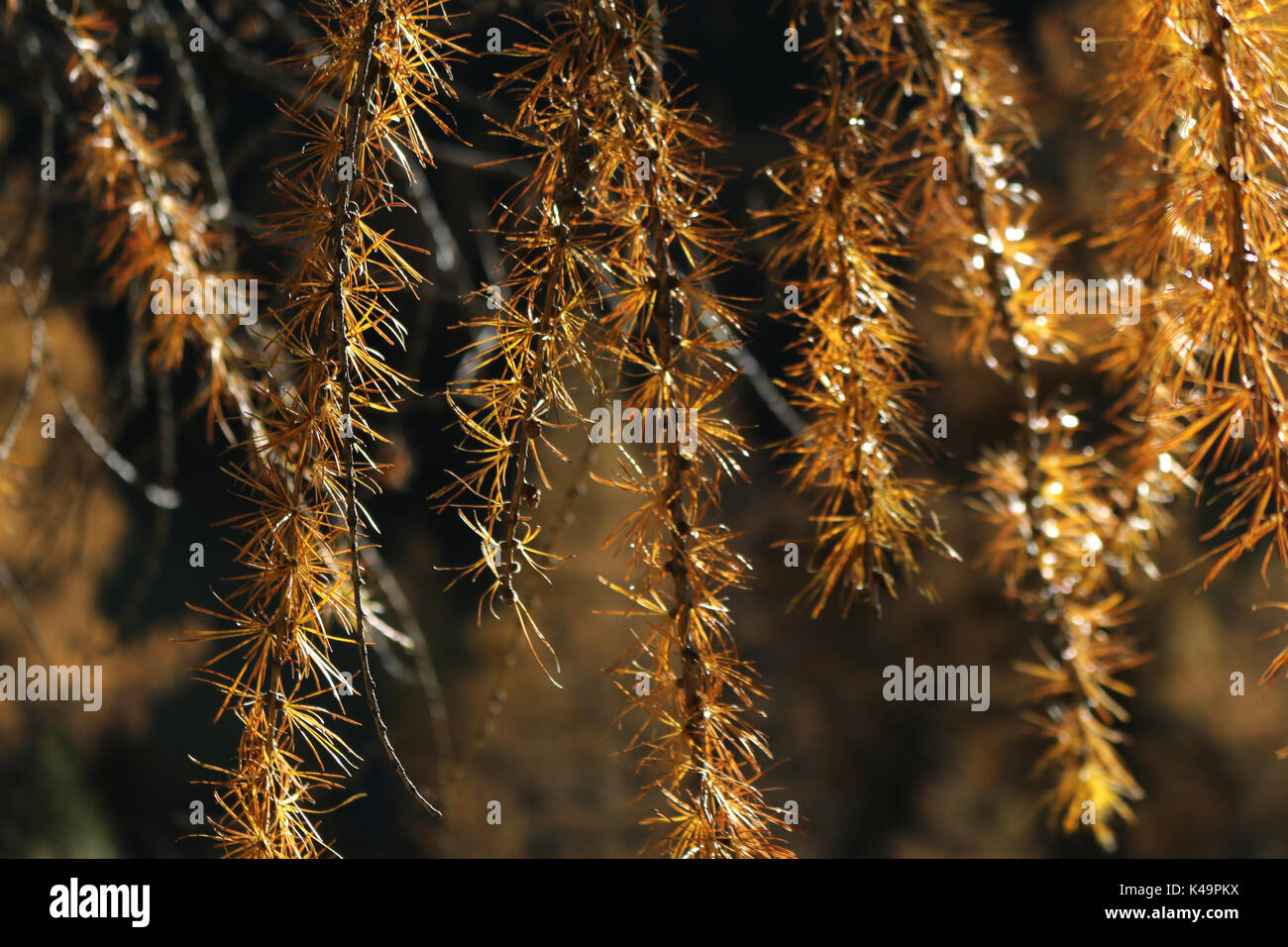 Latrix hi-res stock photography and images - Alamy