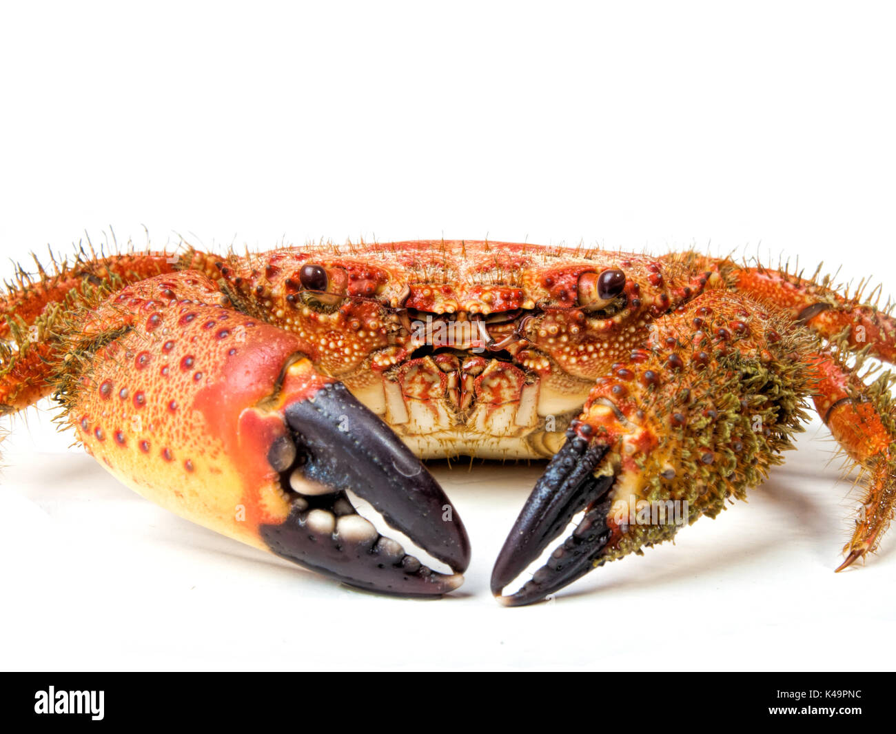 Crustaceans isolated hi-res stock photography and images - Alamy