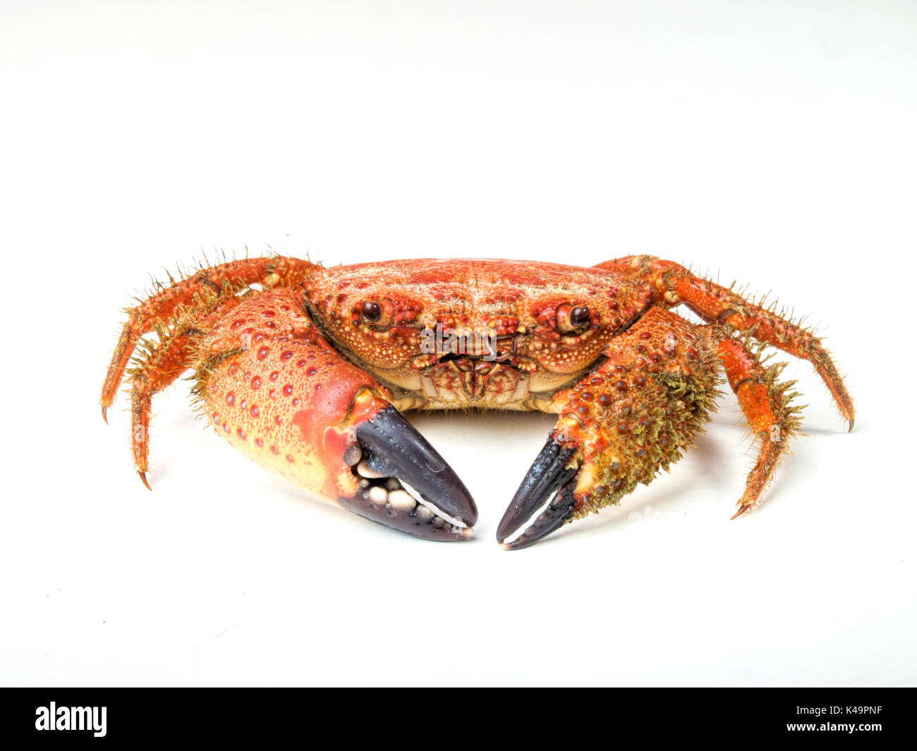 Boiled Crab Isolated On White Background Stock Photo - Alamy