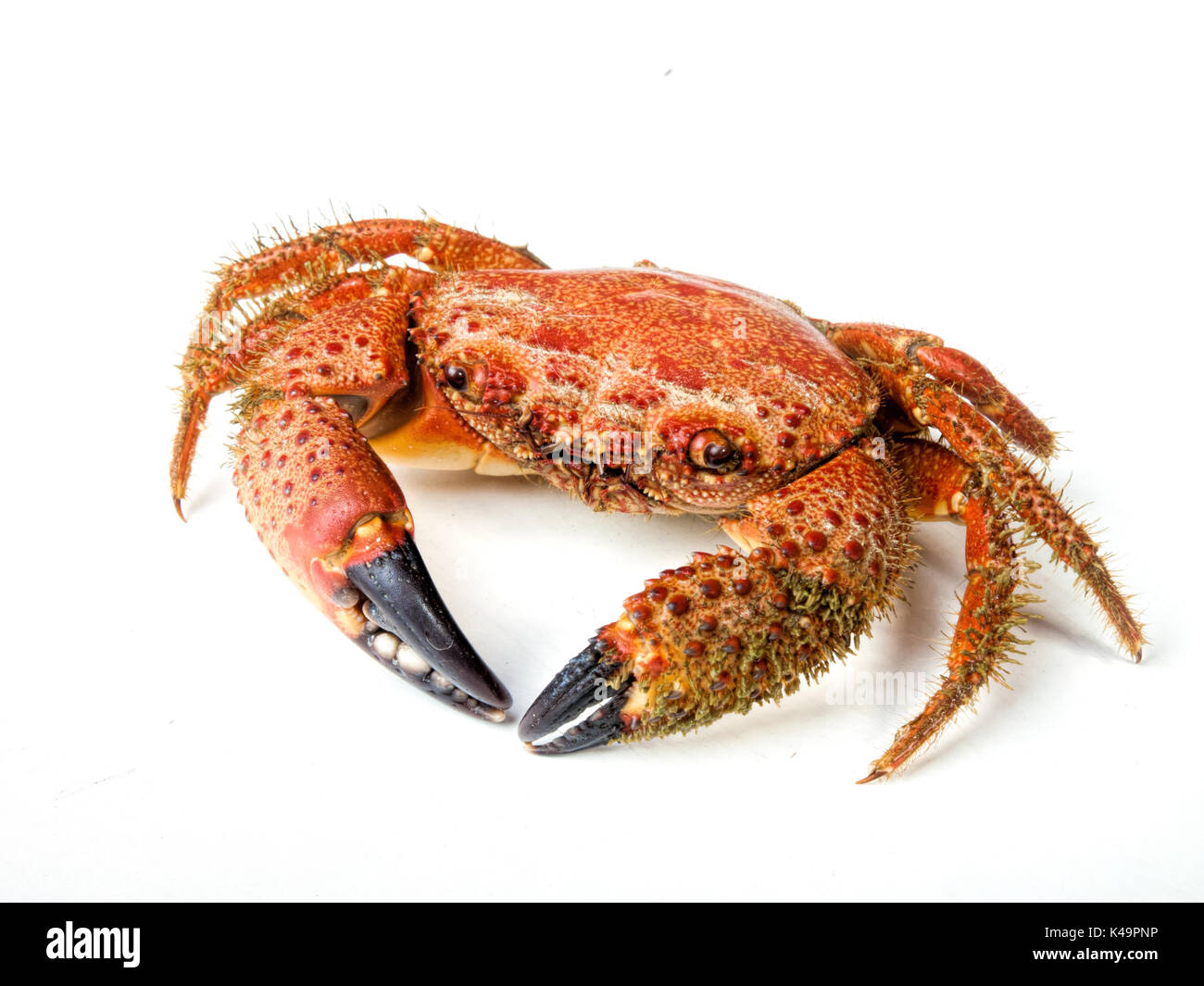 Crustaceans isolated hi-res stock photography and images - Alamy