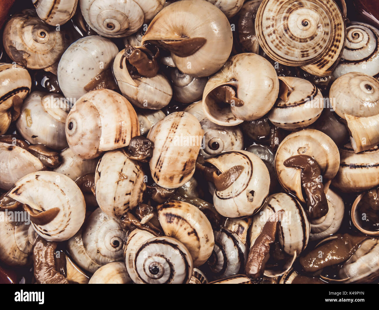 Cooked Snails, Escargots Served Rustic, Typical Spanish Tapa Stock ...