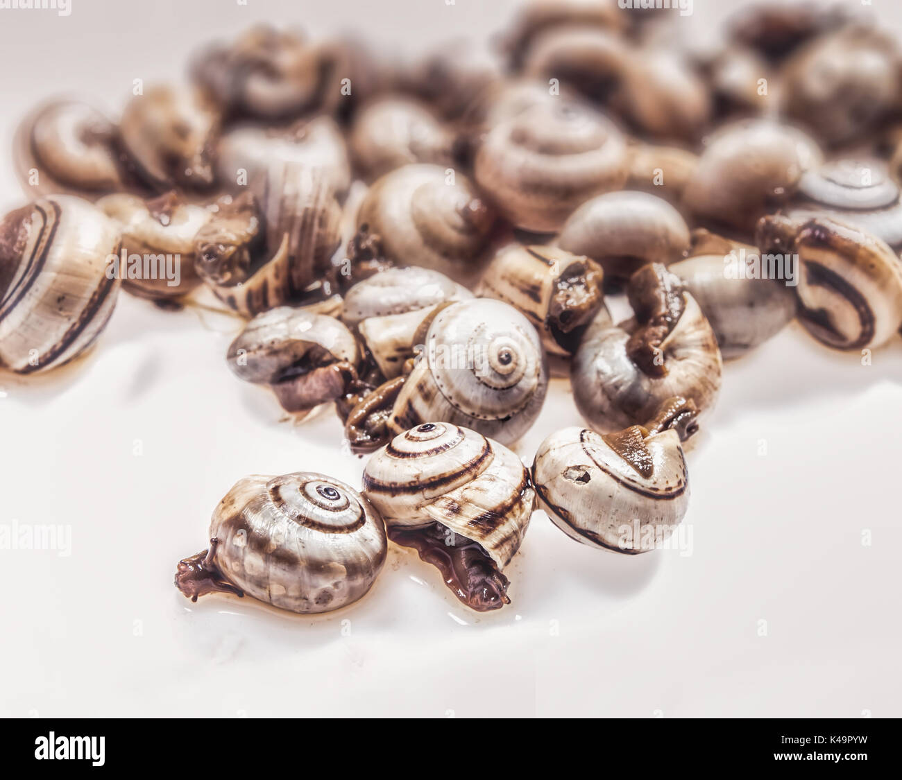 Cooked Snails, Escargots On White Background Stock Photo - Alamy