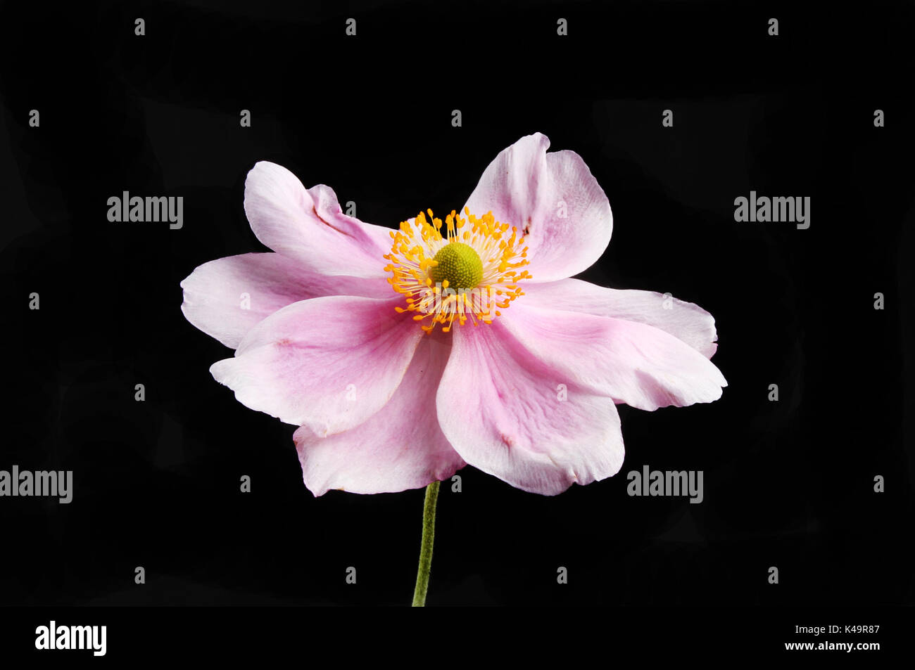 Pink anemone flower hi-res stock photography and images - Alamy