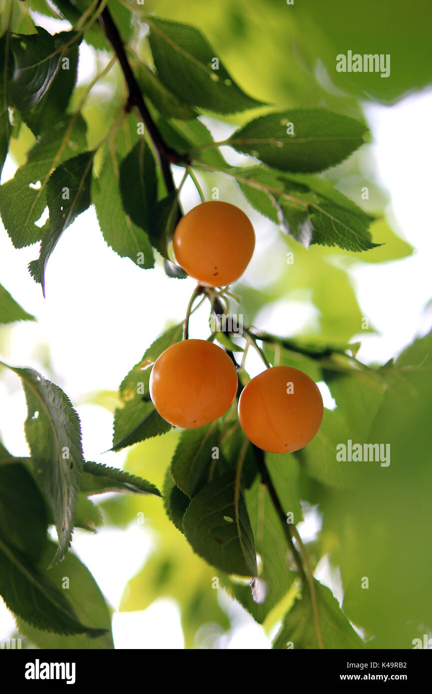 Gage tree hi-res stock photography and images - Alamy
