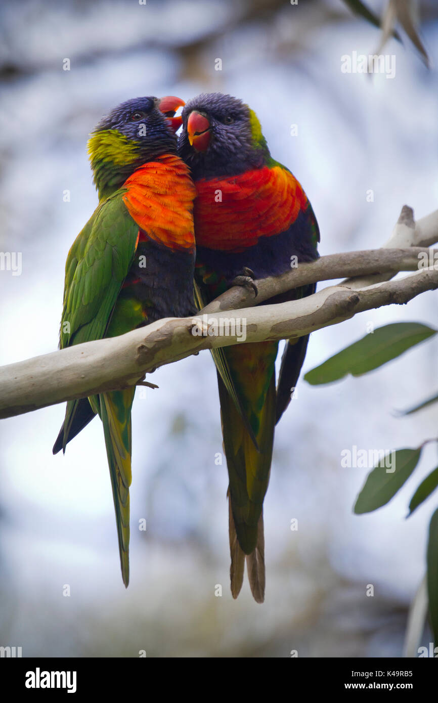 Australian birds colourful hi-res stock photography and images - Alamy