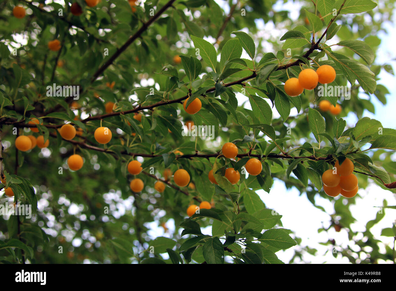 Gage tree hi-res stock photography and images - Alamy