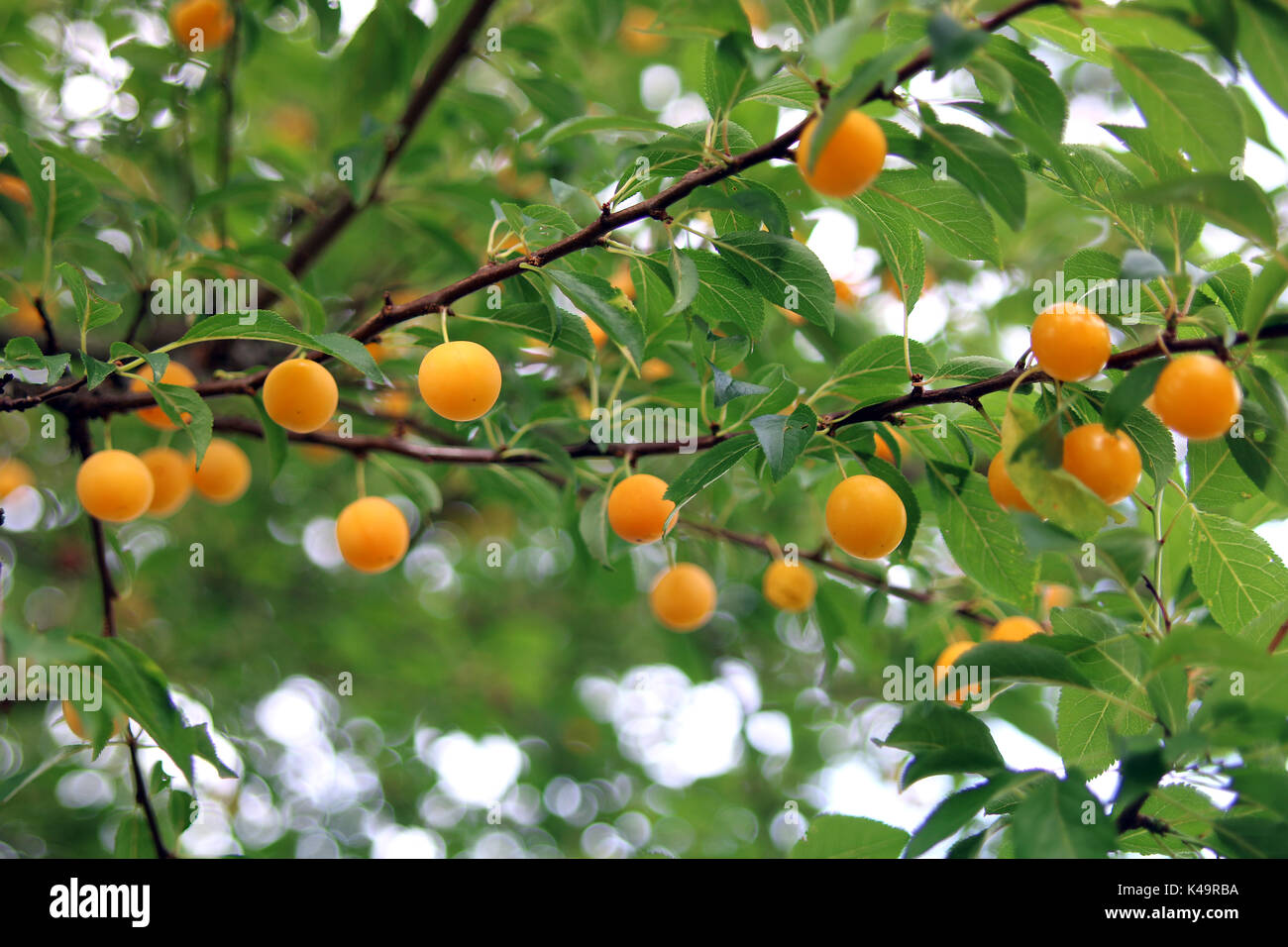 Gage tree hi-res stock photography and images - Alamy