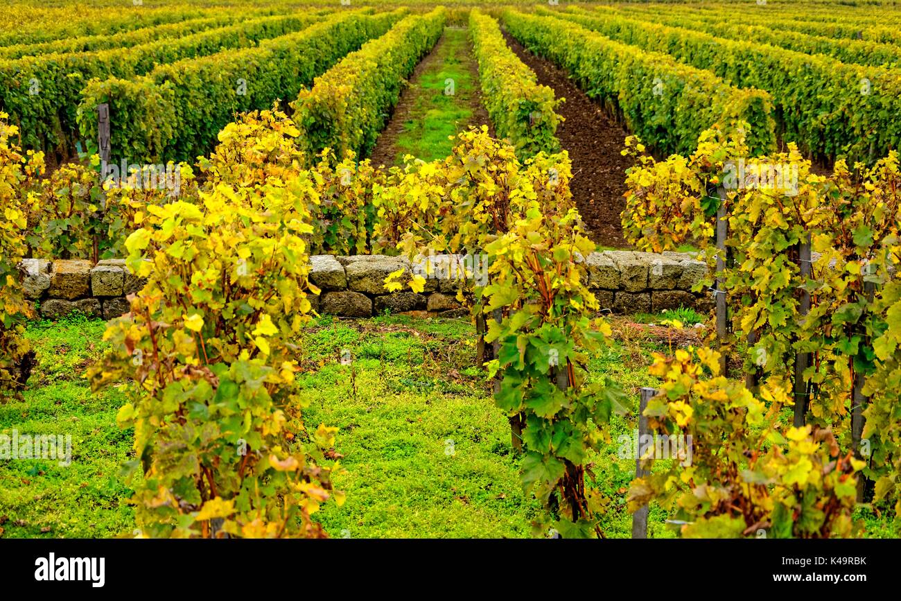 Muscat wine region hi-res stock photography and images - Alamy