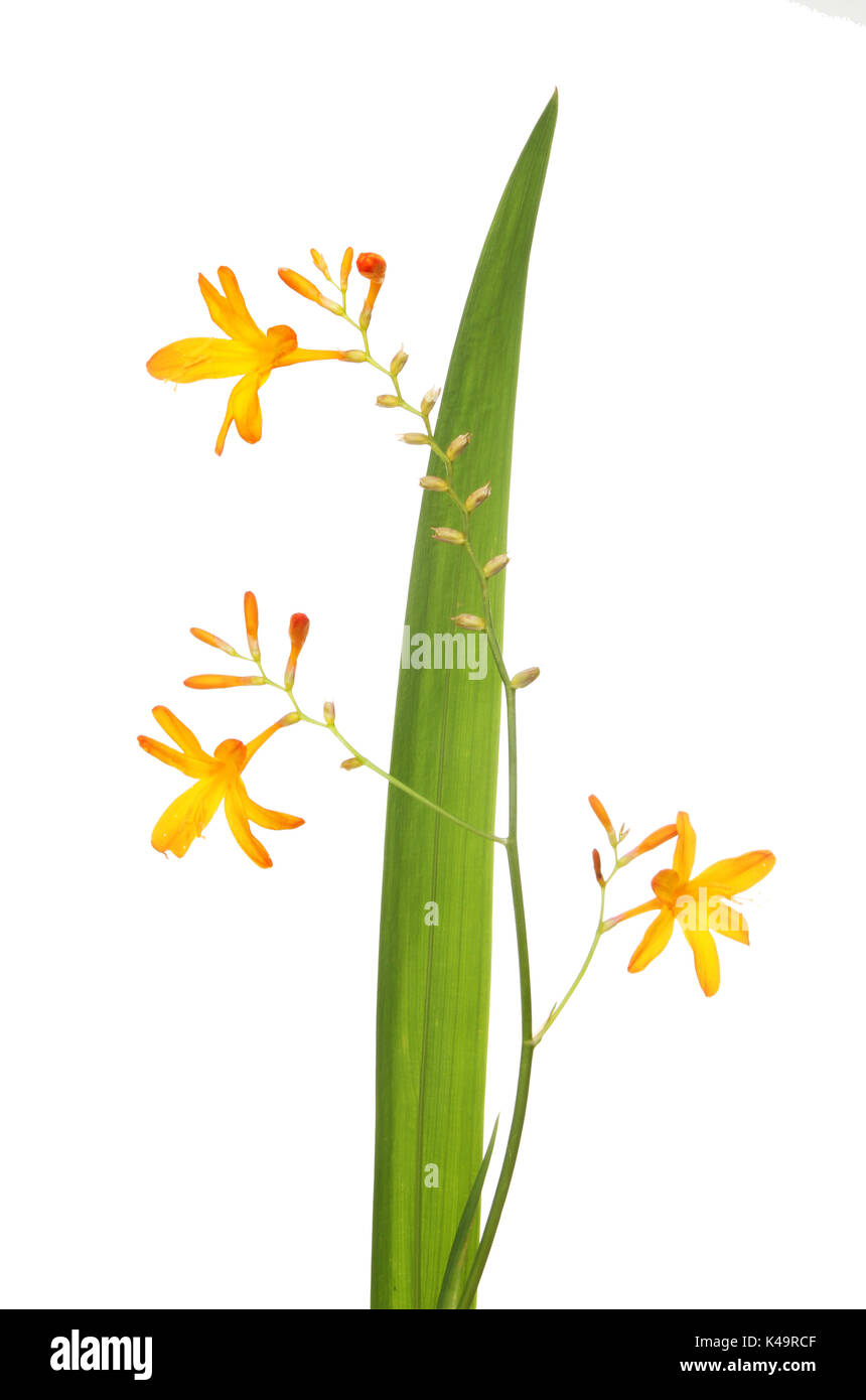 Crocosmia flowers and leaf isolated against white Stock Photo - Alamy