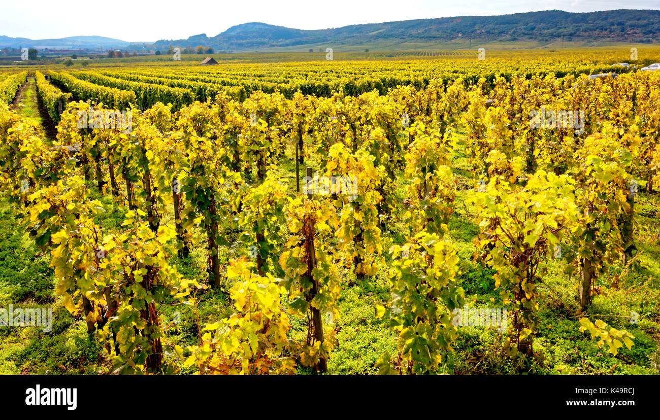 Tokaji landscape hi-res stock photography and images - Alamy