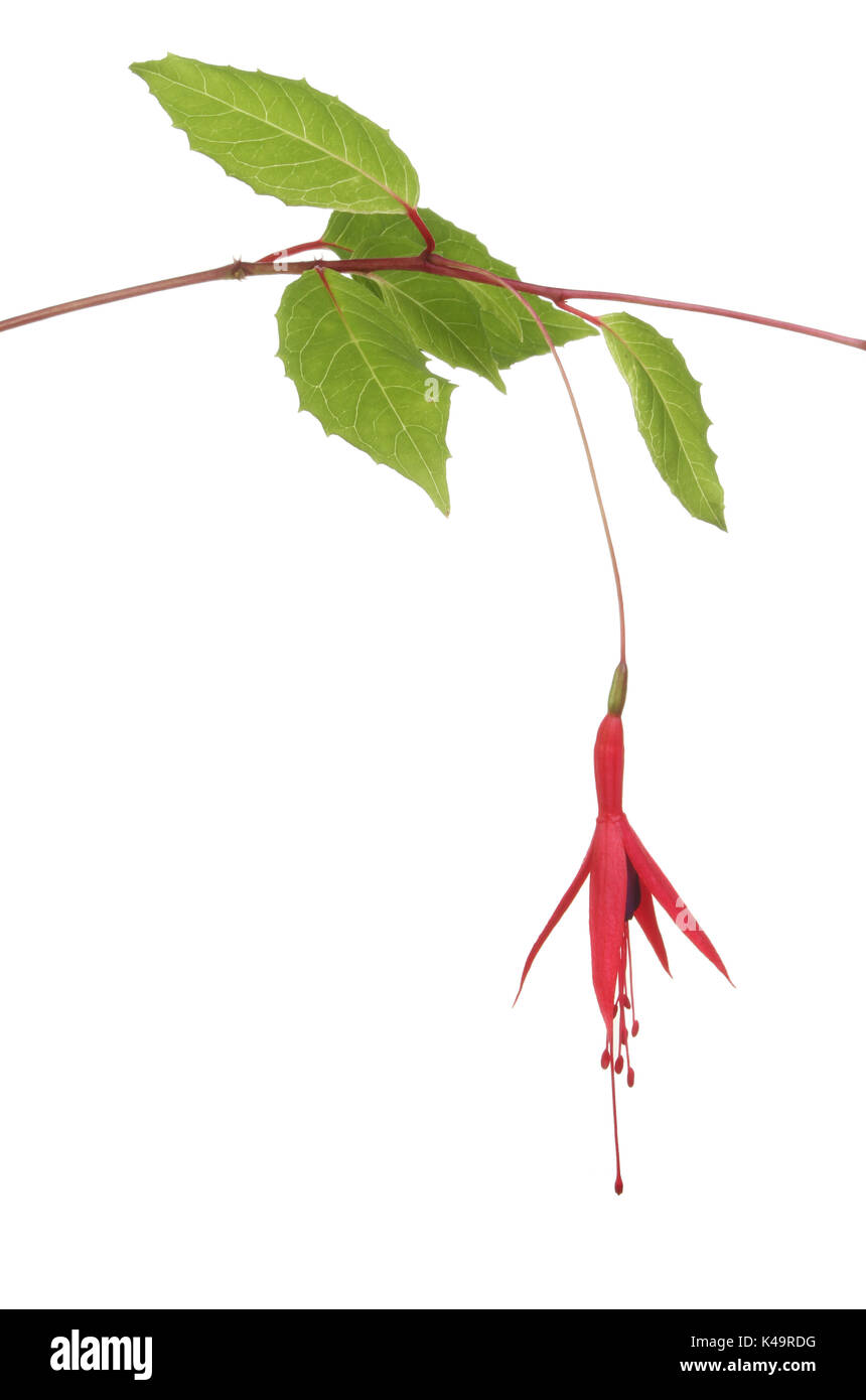 Wild fuschia flower and foliage isolated against white Stock Photo - Alamy