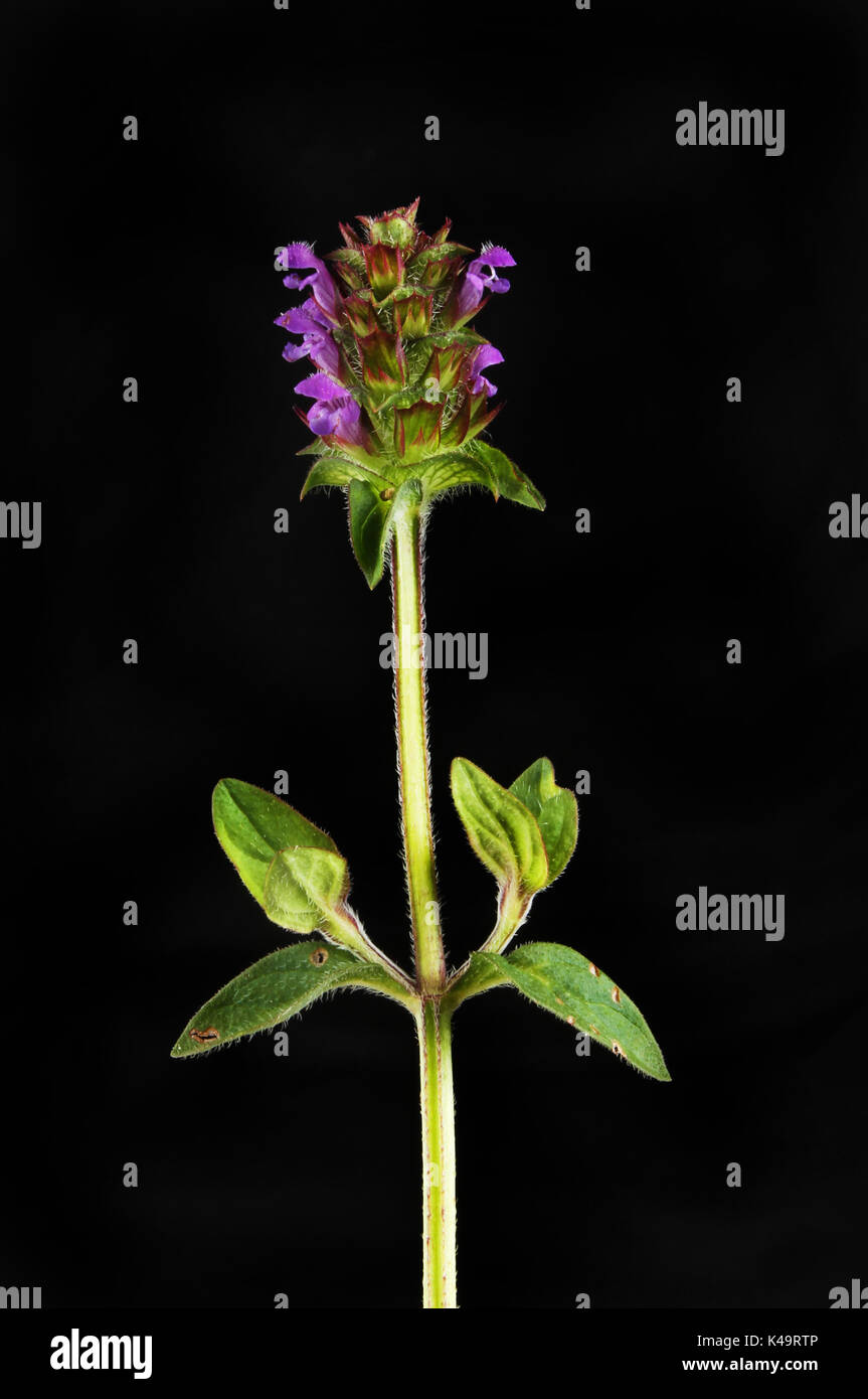 Self heal, Prunella vulgaris, flowers and leaves isolated against black ...