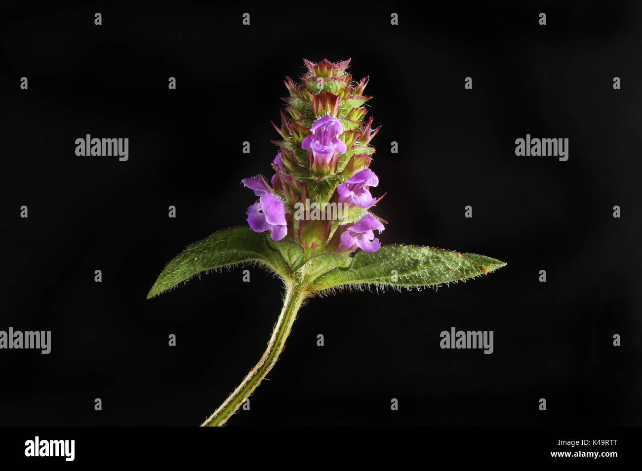 Self heal, Prunella vulgaris, flowers and leaves isolated against black ...