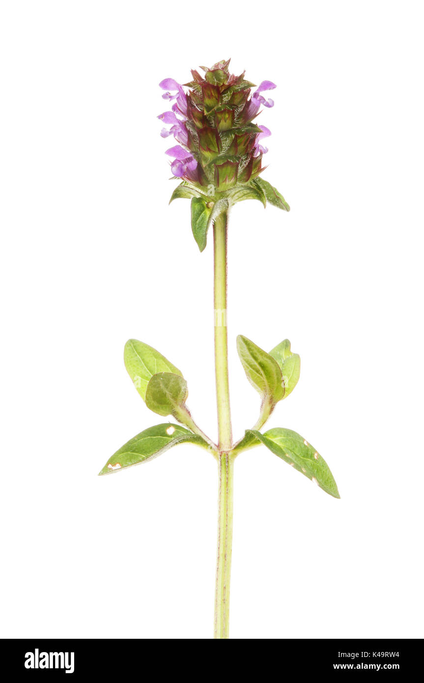 Self heal, Prunella vulgaris, flowers and leaves isolated against white ...