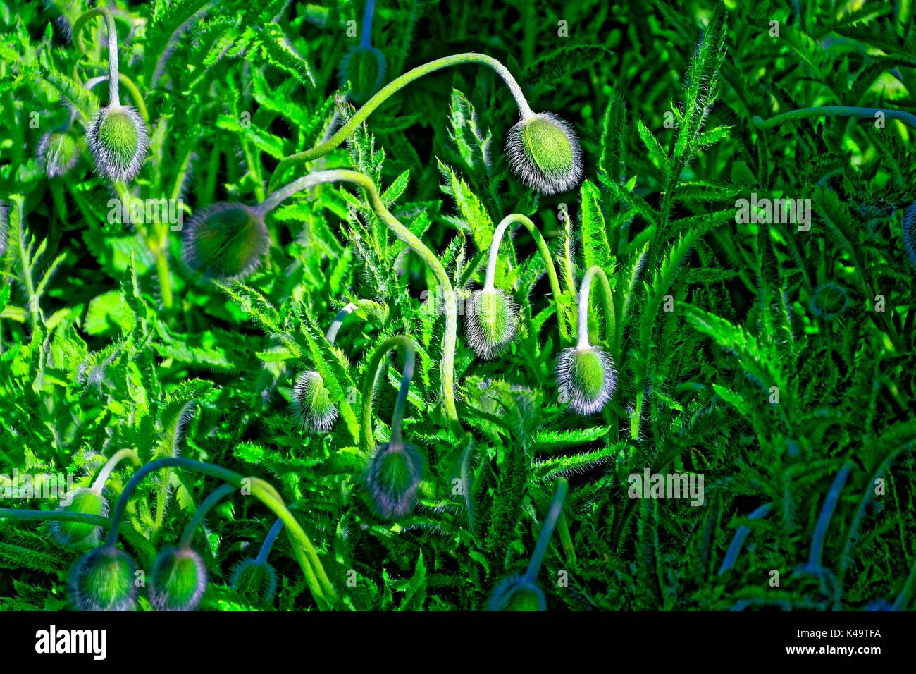 Clapping poppy hi-res stock photography and images - Alamy