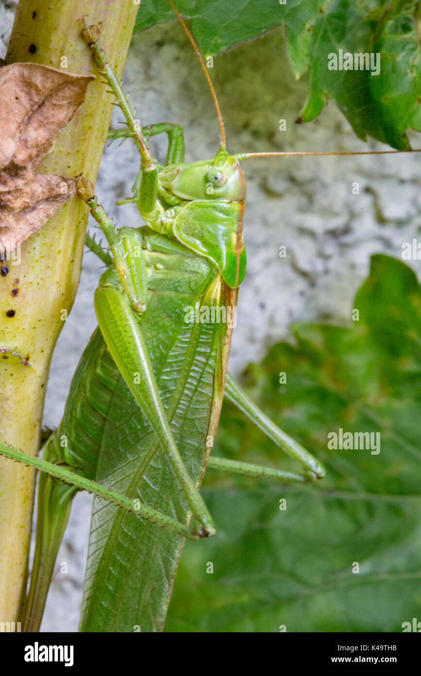 female green grasshopper sitting in the sun Stock Photo - Alamy