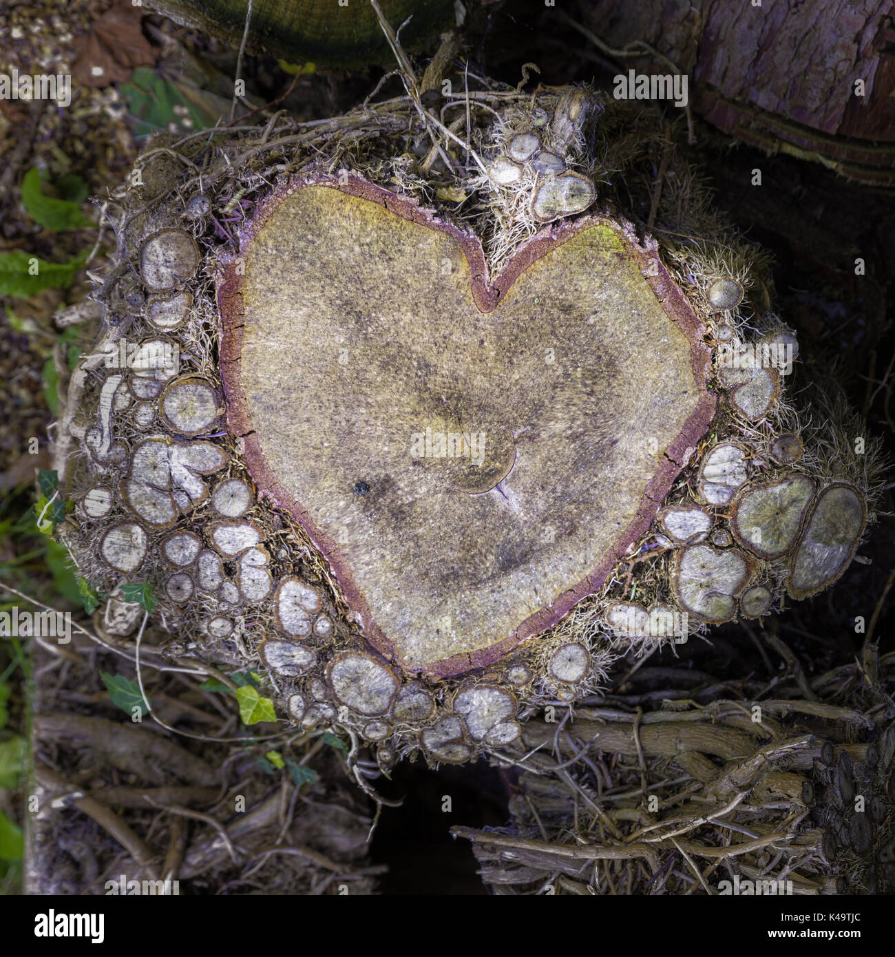 Bark cross section pine hi-res stock photography and images - Alamy