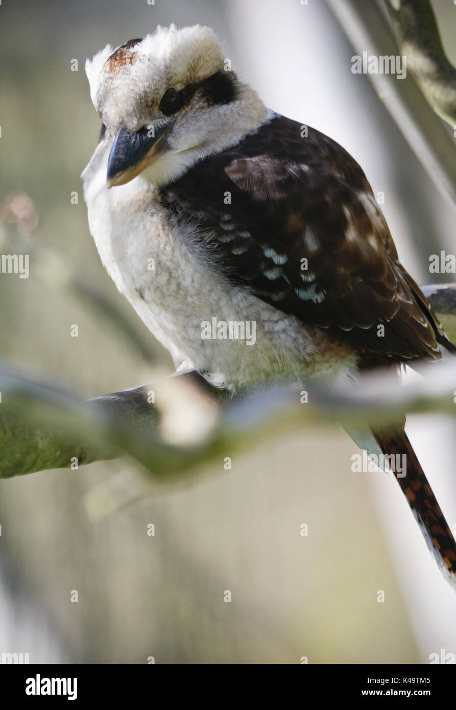 Australian wild birds hi-res stock photography and images - Alamy
