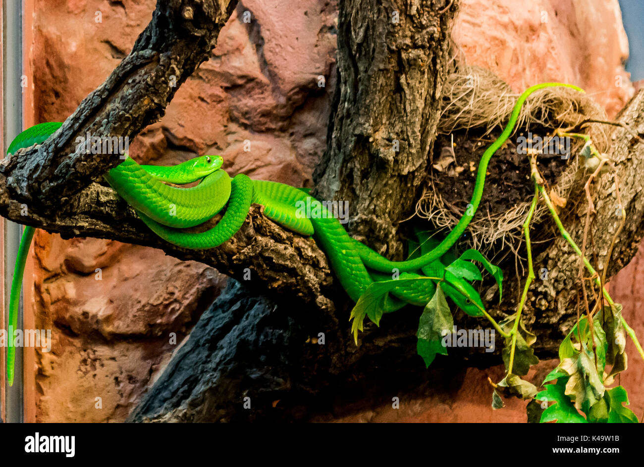 Mambas mating hi-res stock photography and images - Alamy