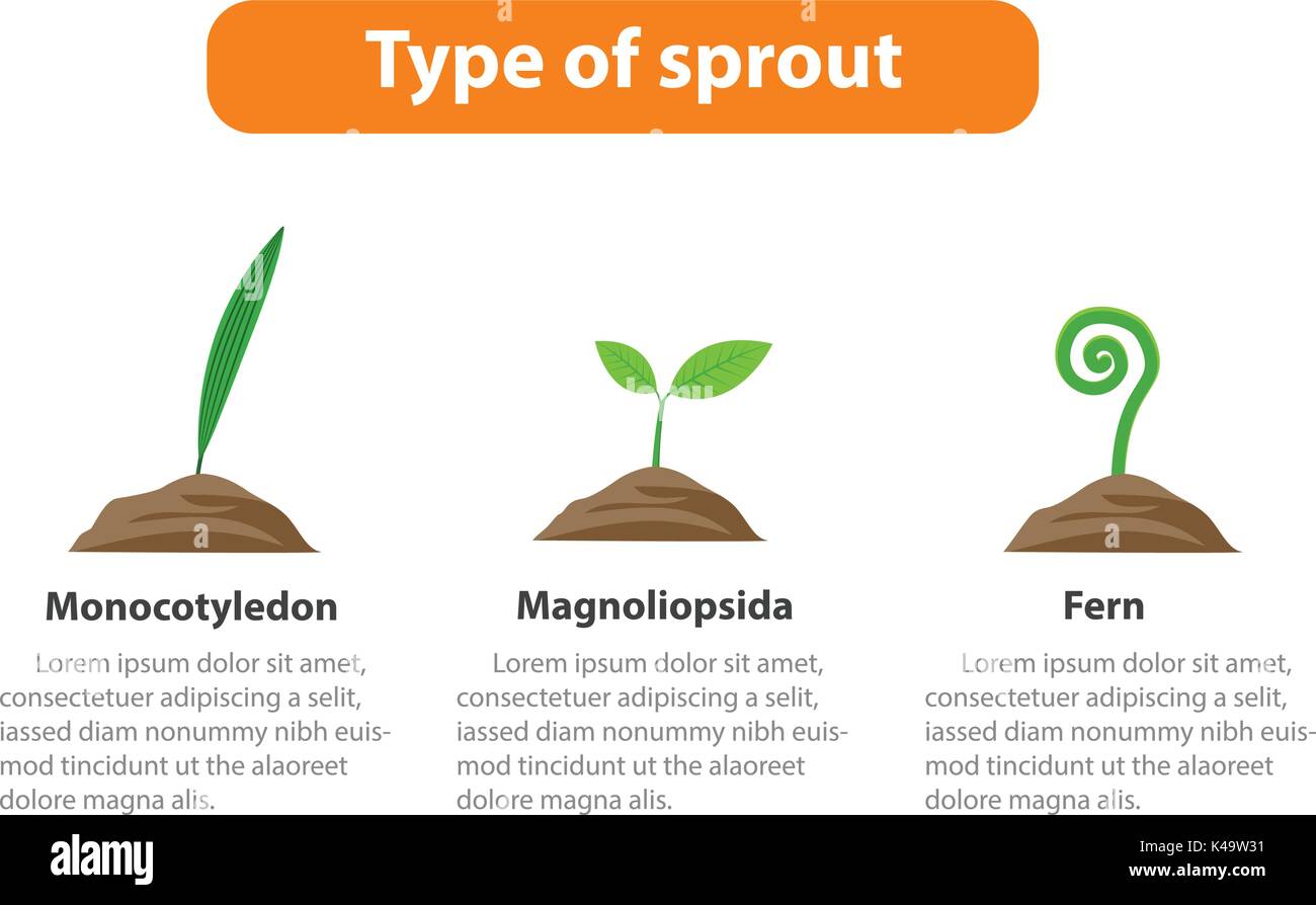 Monocot seed Stock Vector Images - Alamy