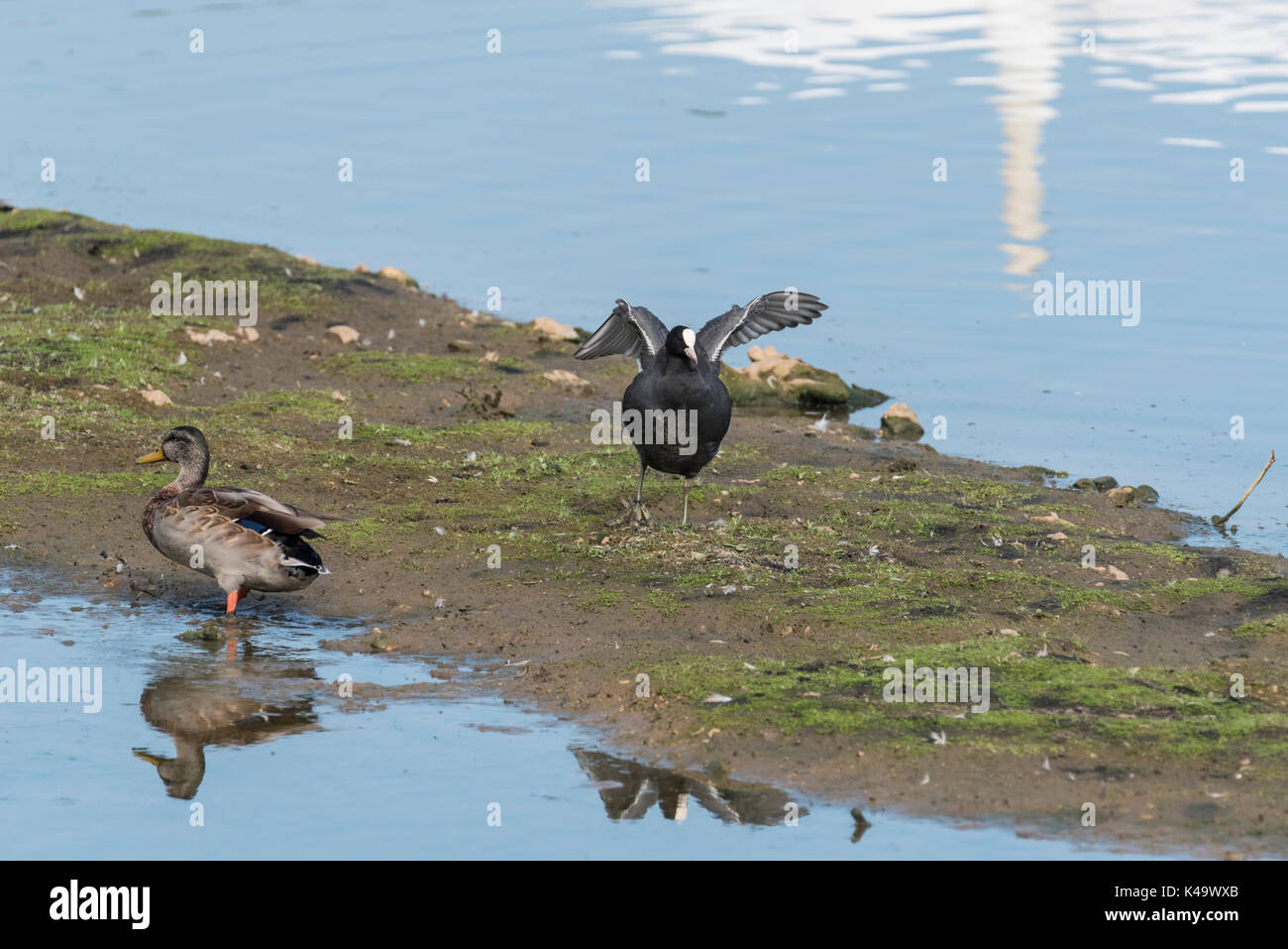 Juvenile coot hi-res stock photography and images - Alamy