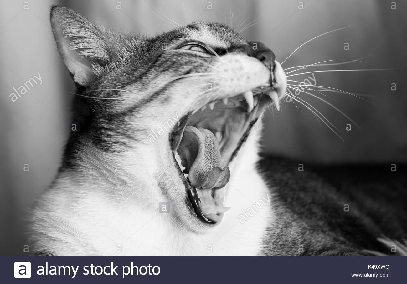 Ginger White Cat Stock Photos & Ginger White Cat Stock Images - Alamy