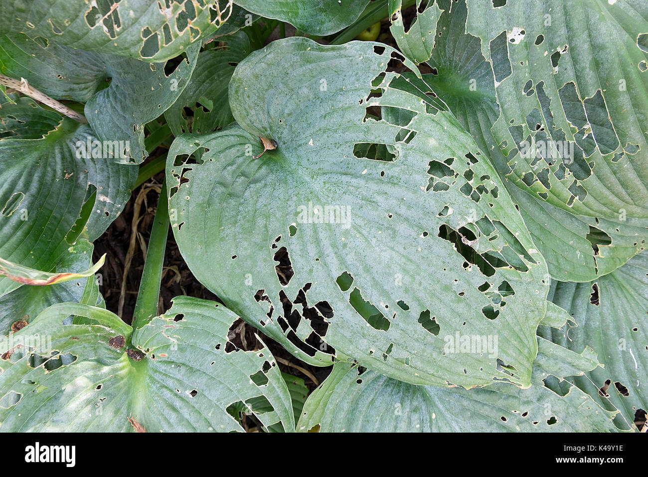 Slug damage hi-res stock photography and images - Alamy