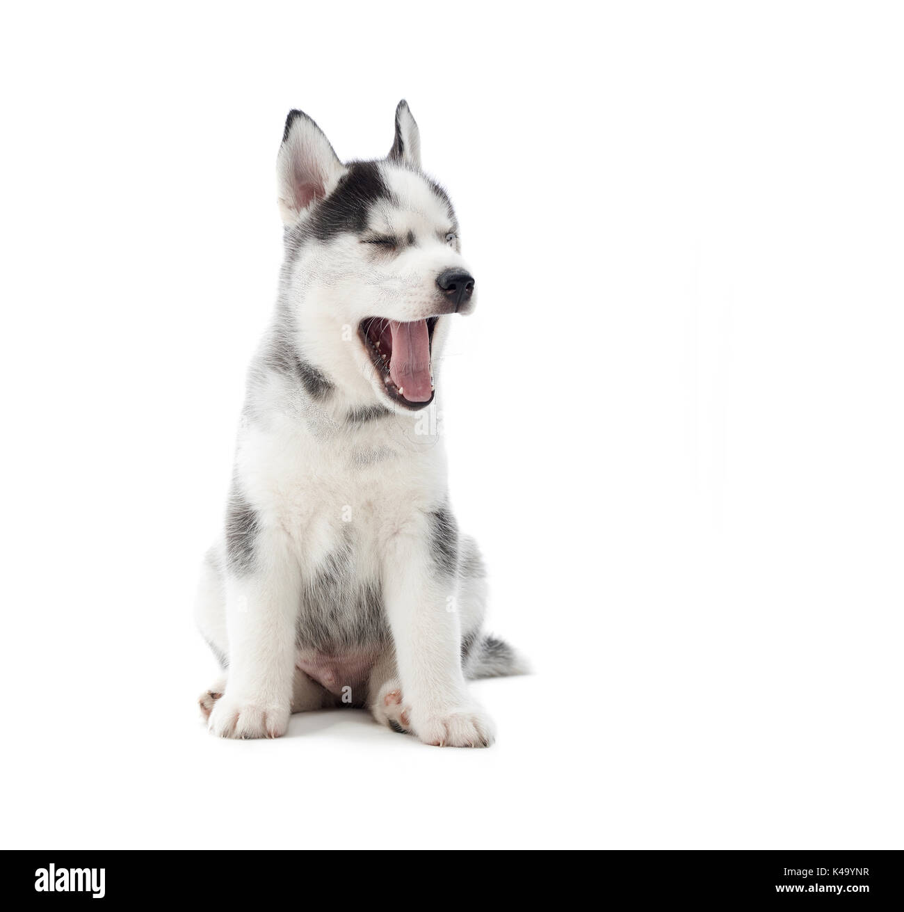 Cute puppy siberian husky yawning with opened mouth Stock Photo - Alamy