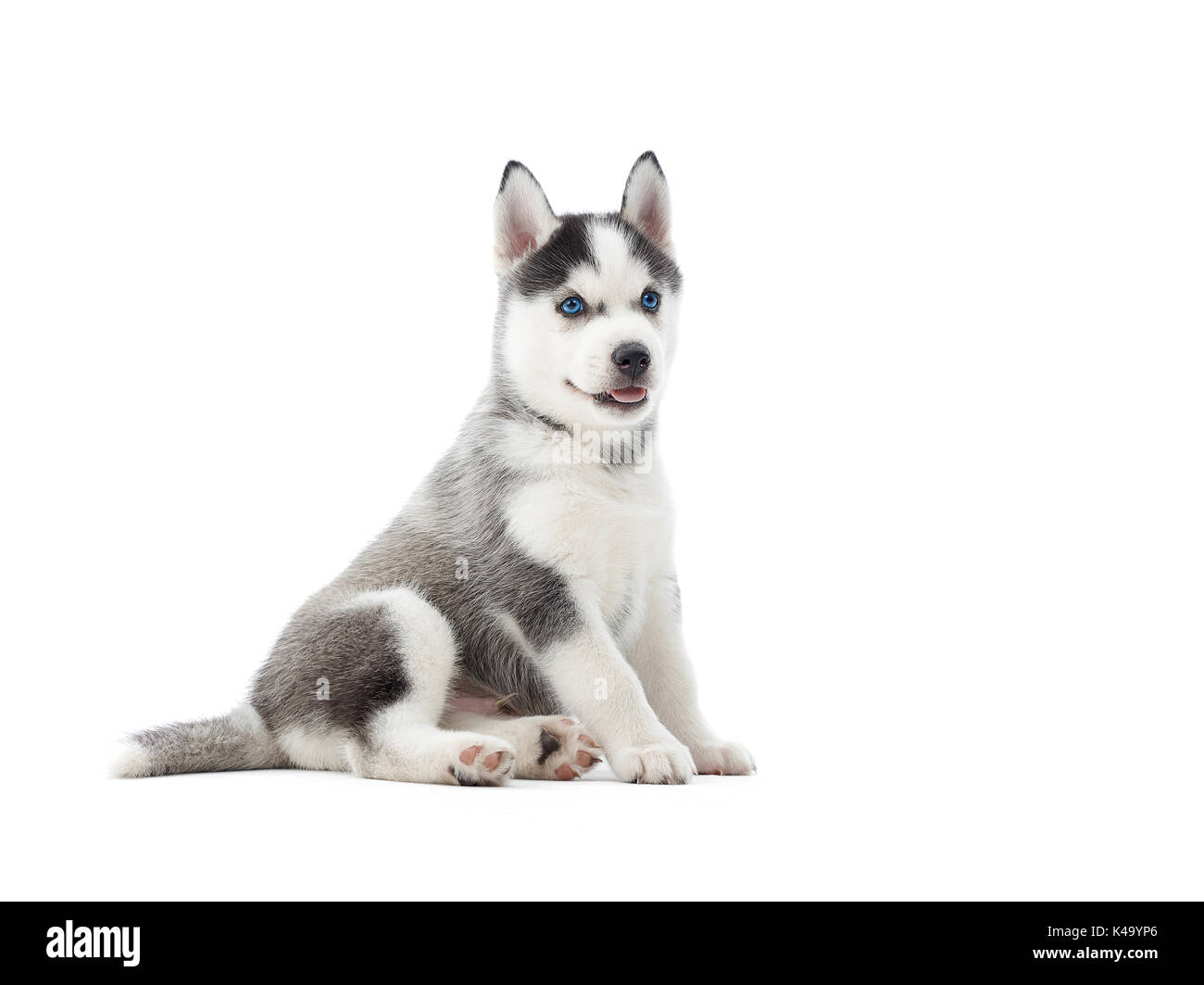 Interested siberian husky puppy at white background Stock Photo - Alamy