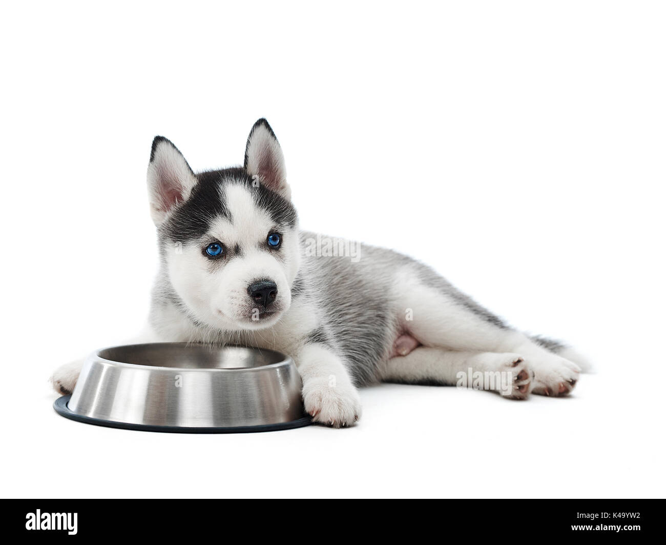 Dog eating plate hi-res stock photography and images - Alamy