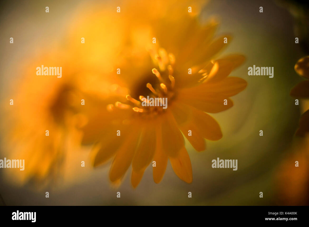 Closeup crop of a vibrant yellow and orange Daisy Stock Photo - Alamy