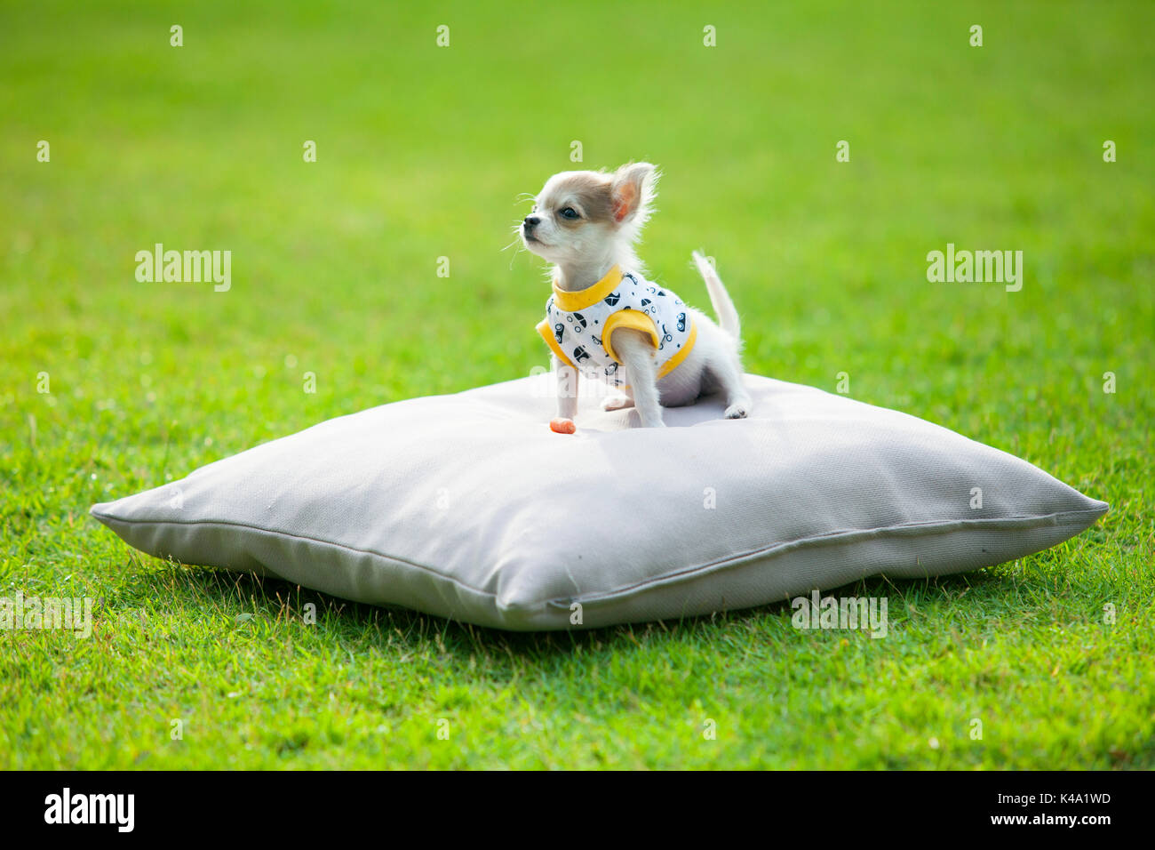 Chivava hi-res stock photography and images - Alamy