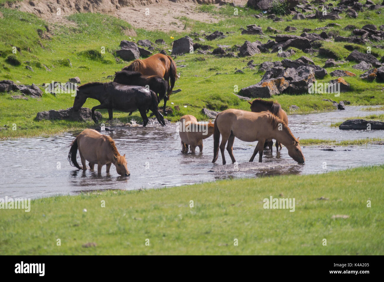 Typical mongolian landscape and steppe with horses and yurt Stock Photo ...