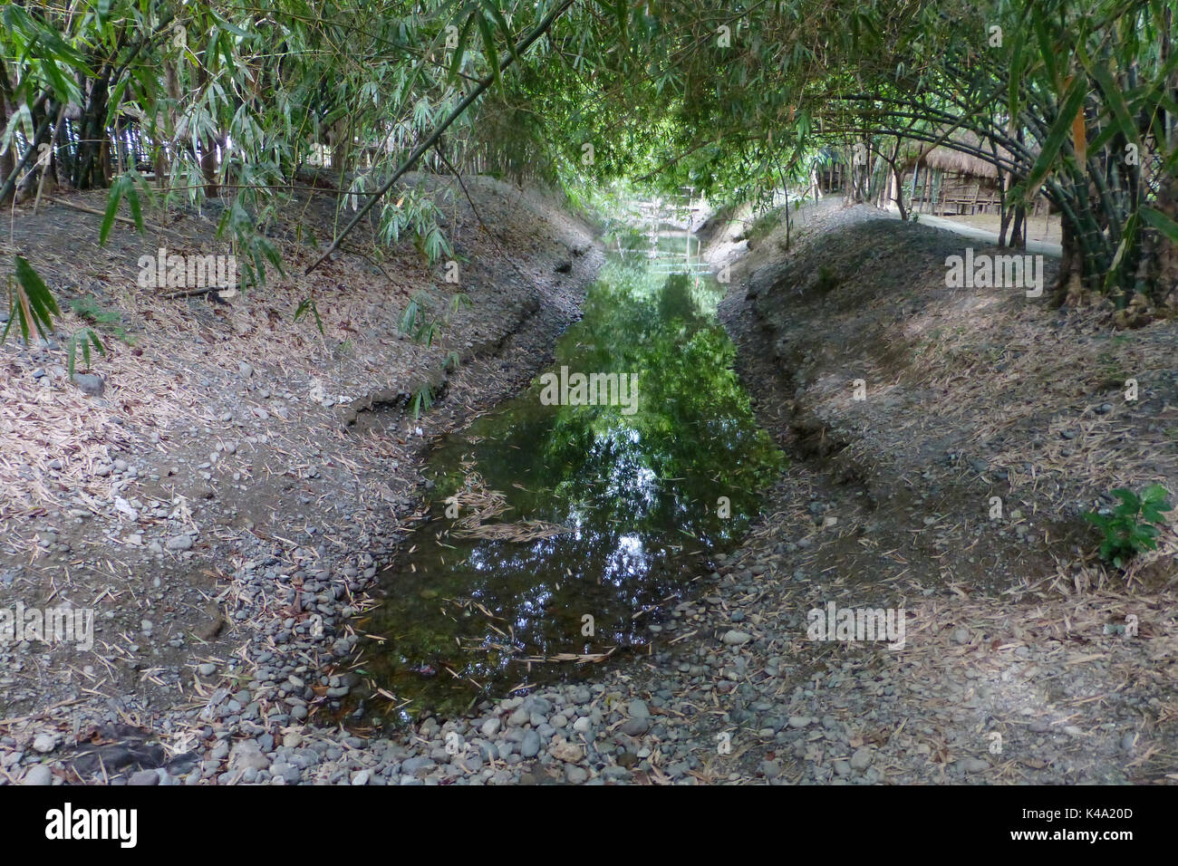 Plants and flowers from the philippines hi-res stock photography and ...