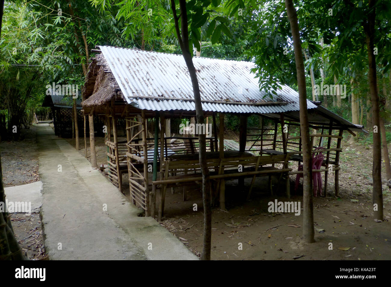 Plants and flowers from the philippines hi-res stock photography and ...