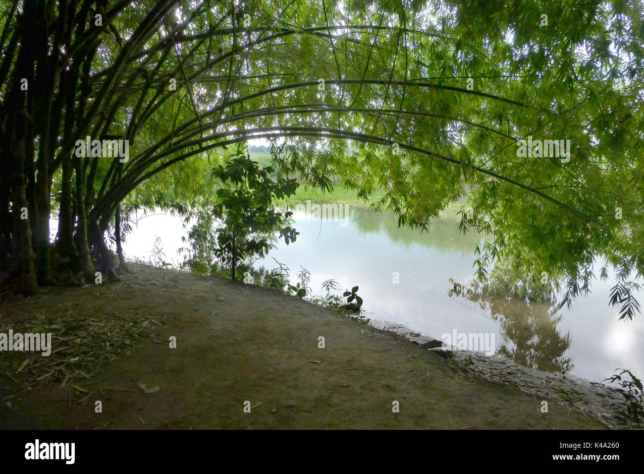 Plants and flowers from the philippines hi-res stock photography and ...