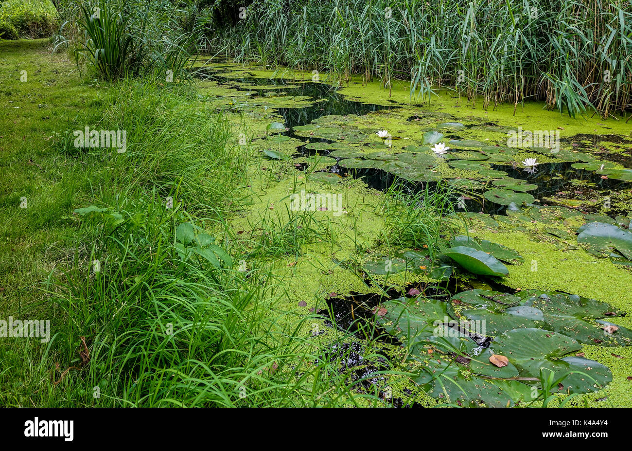 Algae bacterial hi-res stock photography and images - Alamy