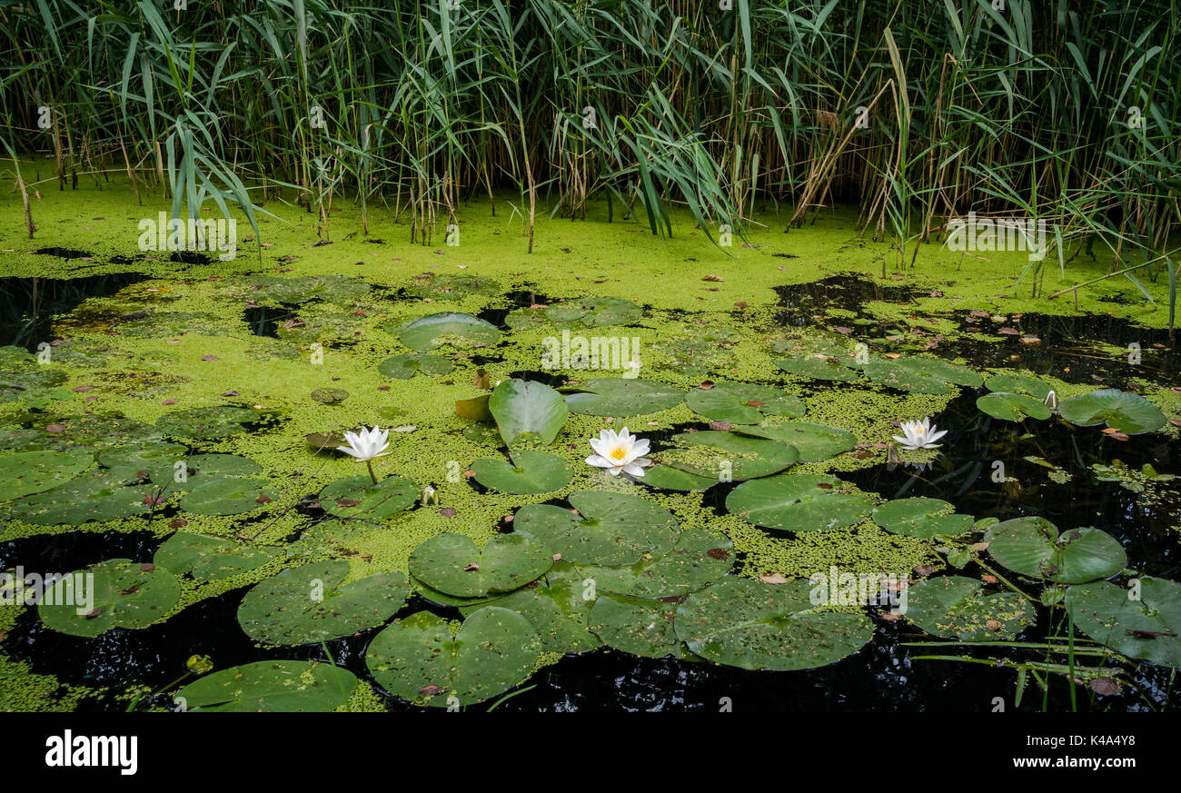 Algae bacterial hi-res stock photography and images - Alamy