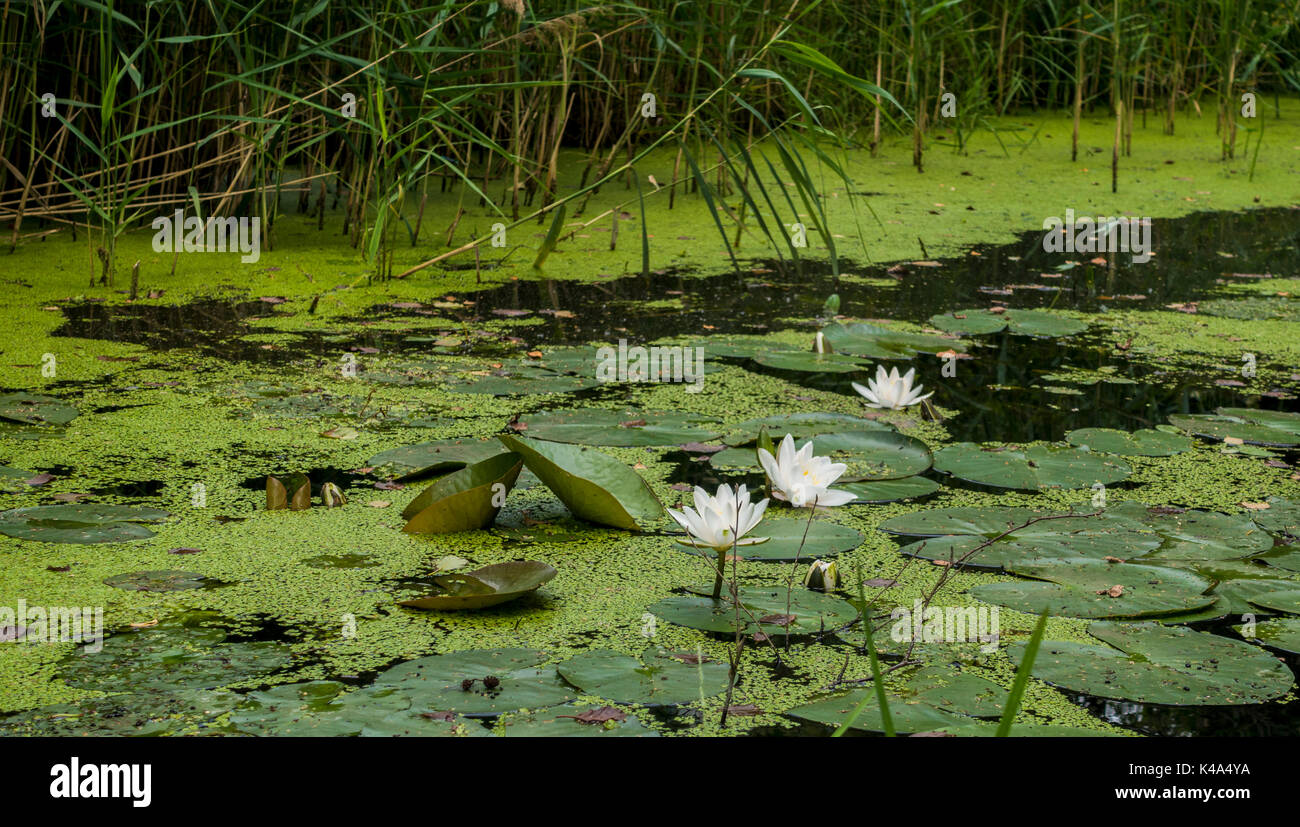 Bacterial bloom hi-res stock photography and images - Alamy