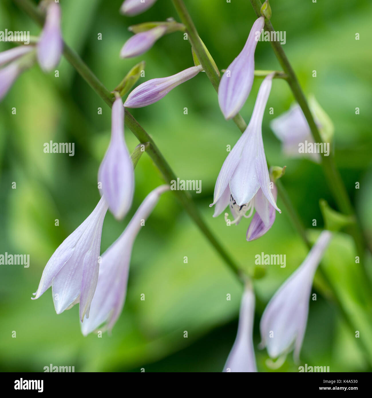 Hosta funkia flower hi-res stock photography and images - Alamy