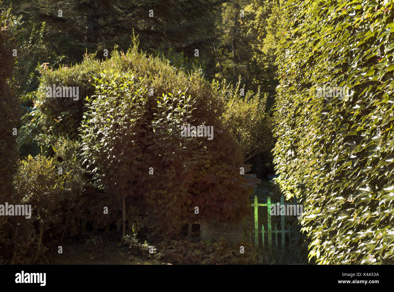 Green garden gate, Catus, Lot department, France Stock Photo - Alamy