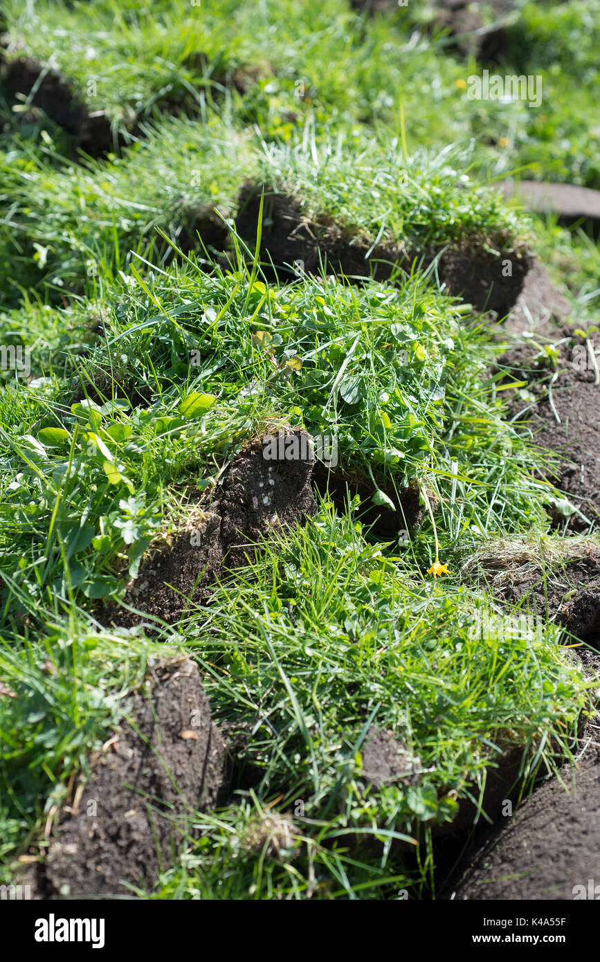 Digging up the grass lying on the ground Stock Photo - Alamy