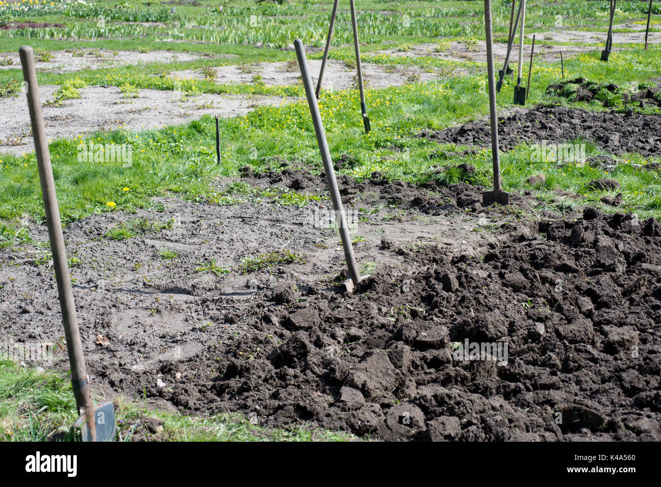 Garden spade in the ground Stock Photo - Alamy