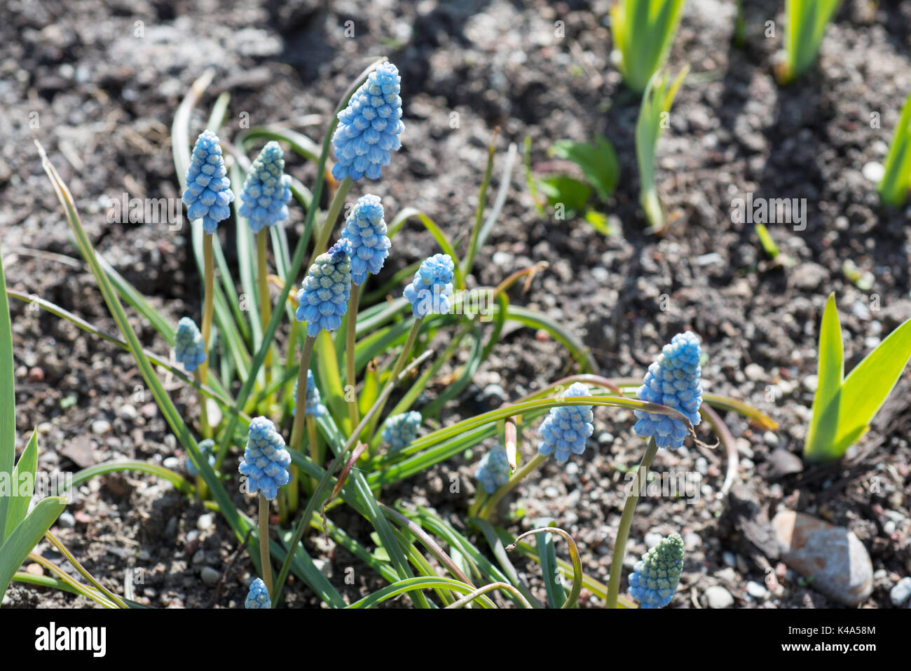 Muscari variety hi-res stock photography and images - Alamy